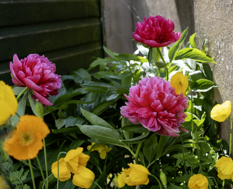 Flower Friday | Terrifo | Blipfoto