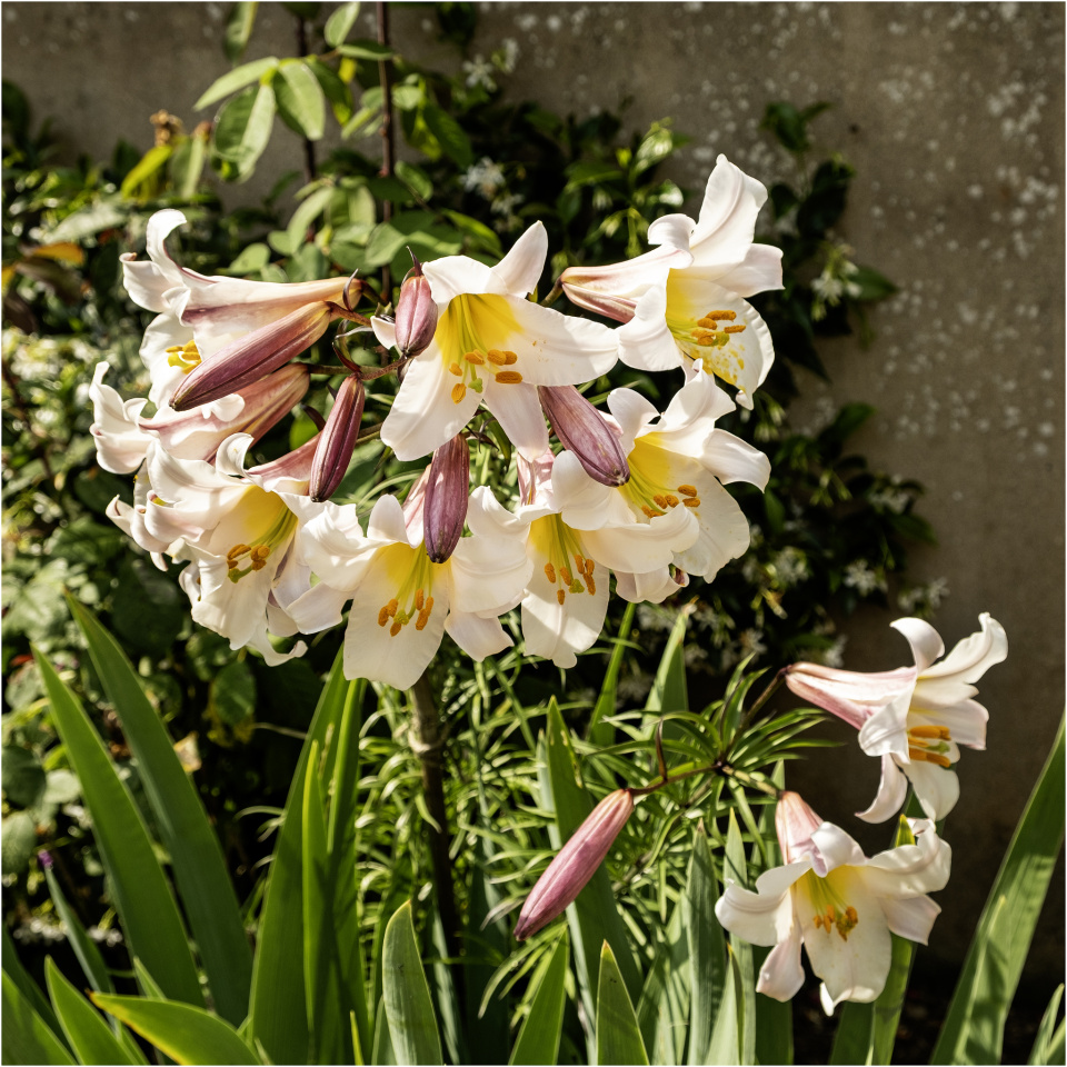 Lillium Regale | Terrifo | Blipfoto