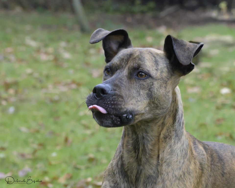 Goofball | dbifulco | Blipfoto
