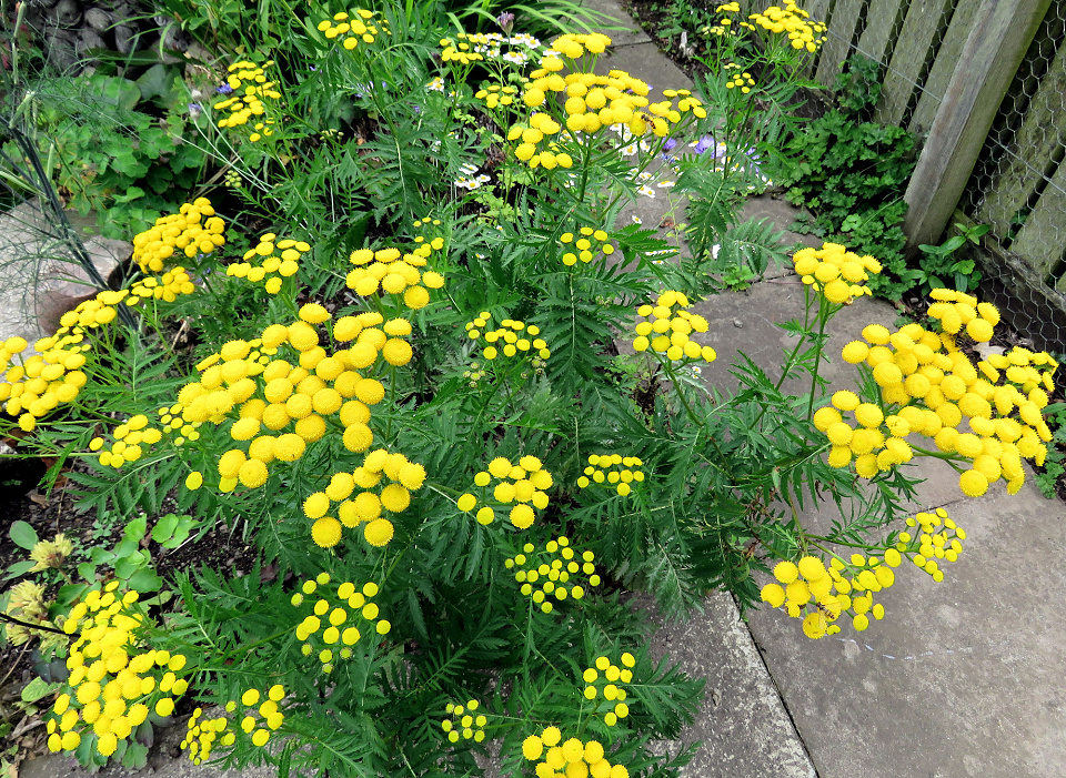 Tansies! | Rosemarie55 | Blipfoto