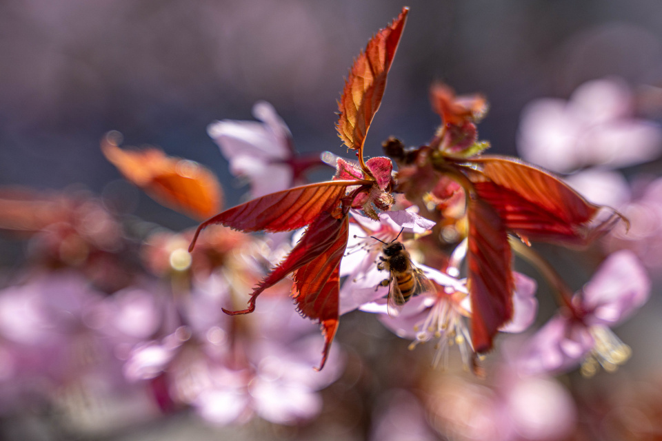 Cherry blossoms | otornblom | Blipfoto