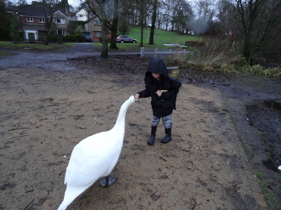 Giant swan, small boy? | Whitehowes | Blipfoto