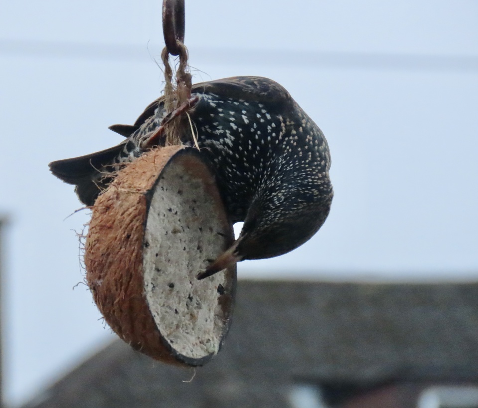 TOTALLY GREY DAY. | Larchlea | Blipfoto