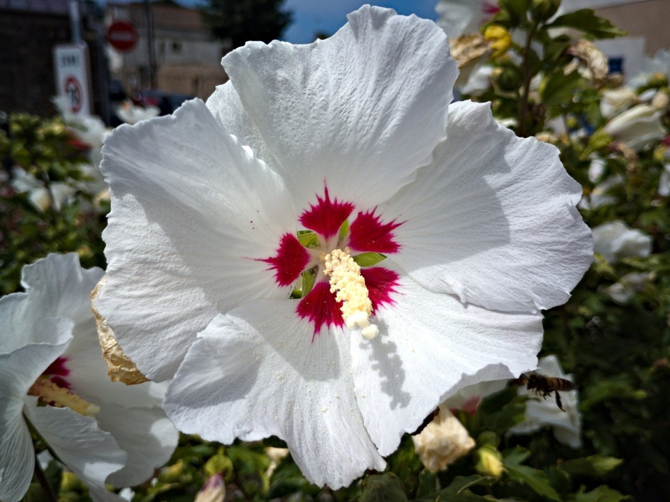Red and white | ajt | Blipfoto