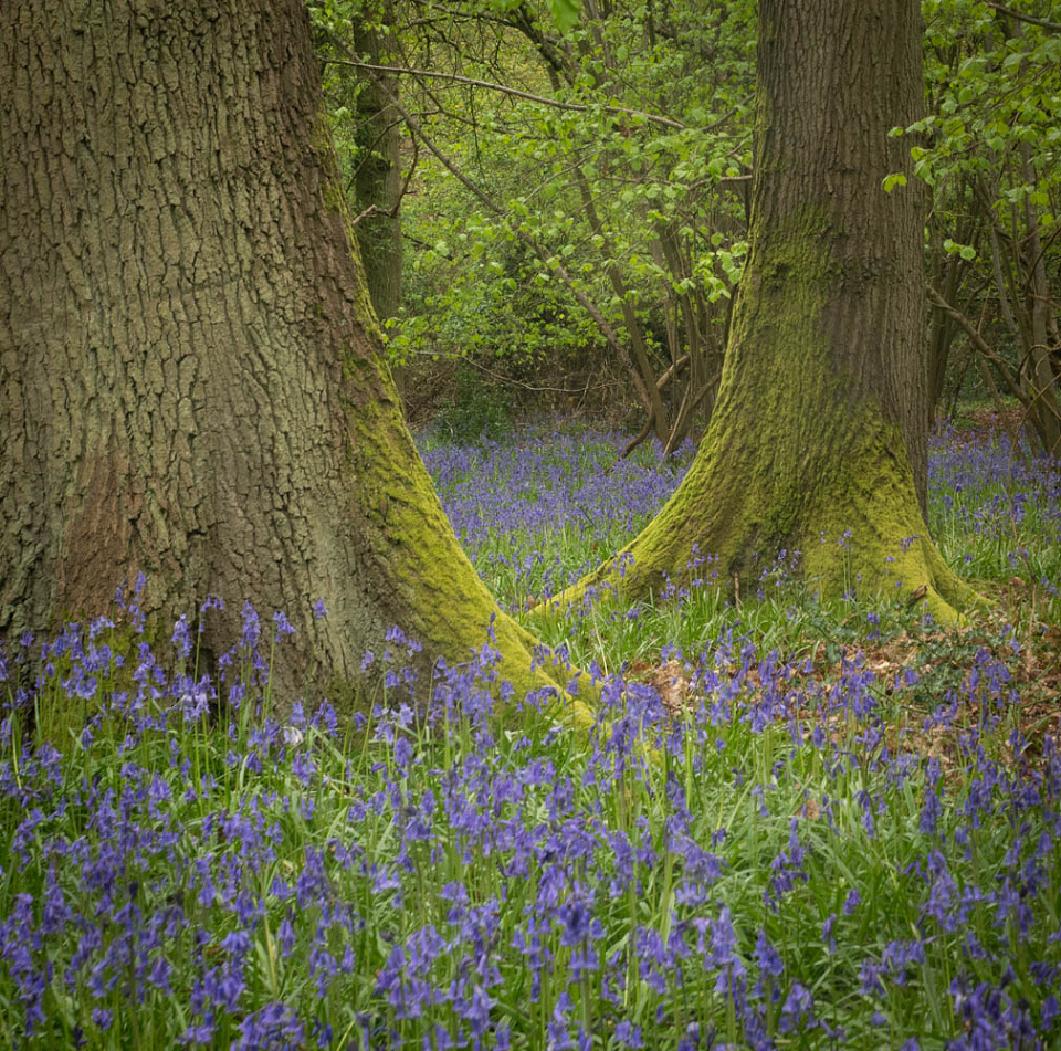 Bluebell Workshop | Technophobe | Blipfoto