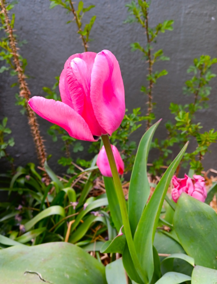 Pink! | TiciaS | Blipfoto