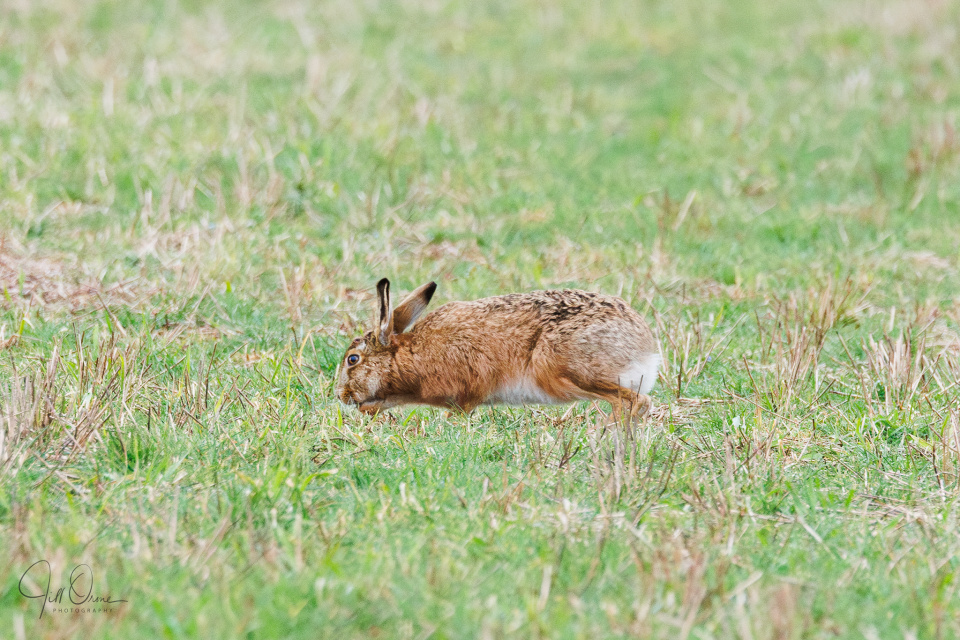 Haring around | JDO | Blipfoto