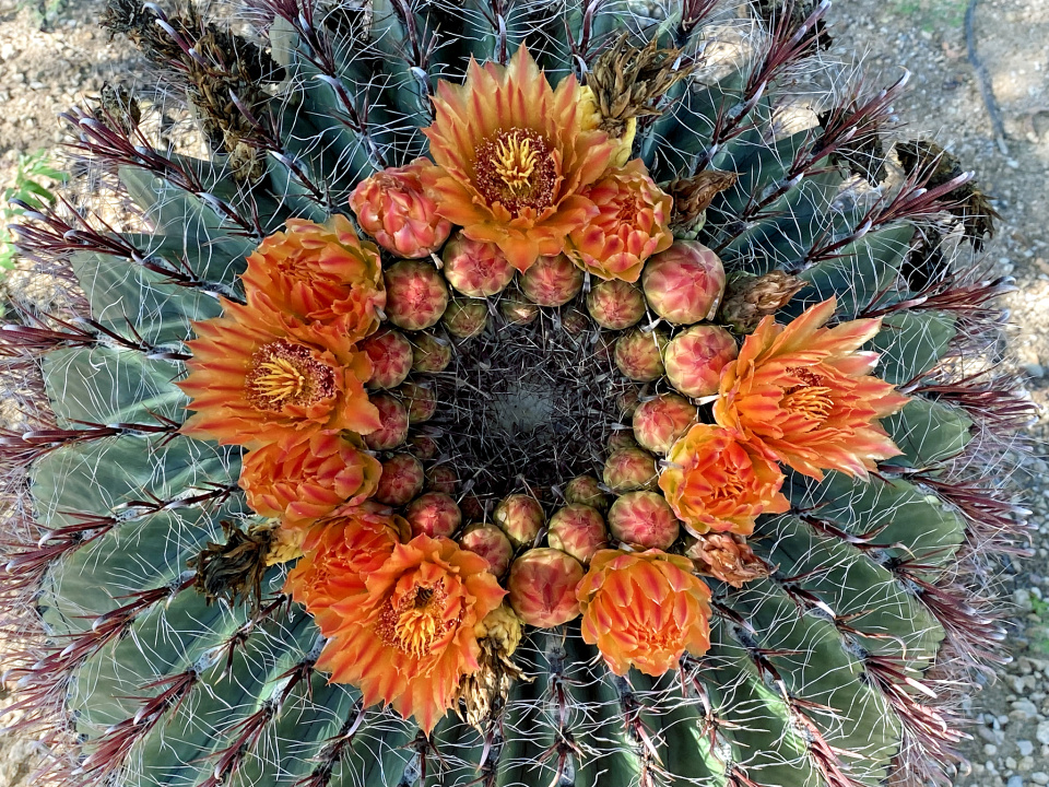 Ring Around The Cactus | laurie54 | Blipfoto