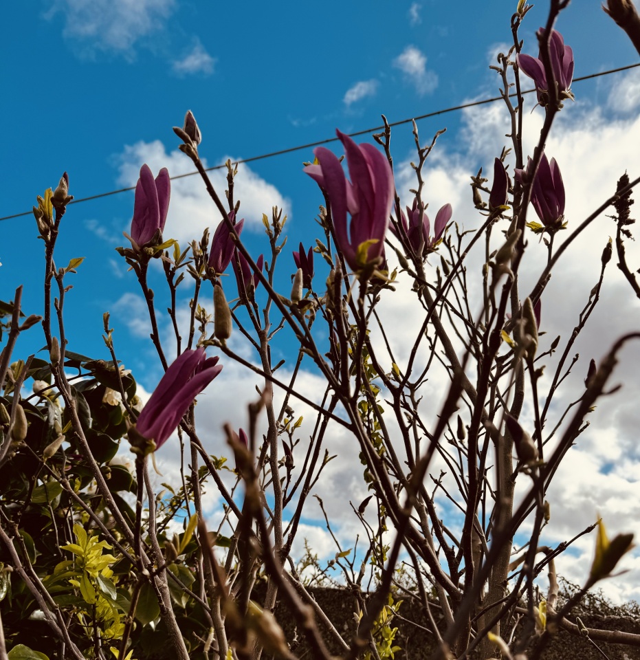 Pink magnolia | sunflower | Blipfoto