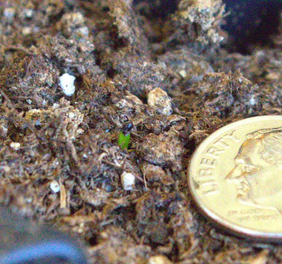 Tiny!!! | TiciaS | Blipfoto