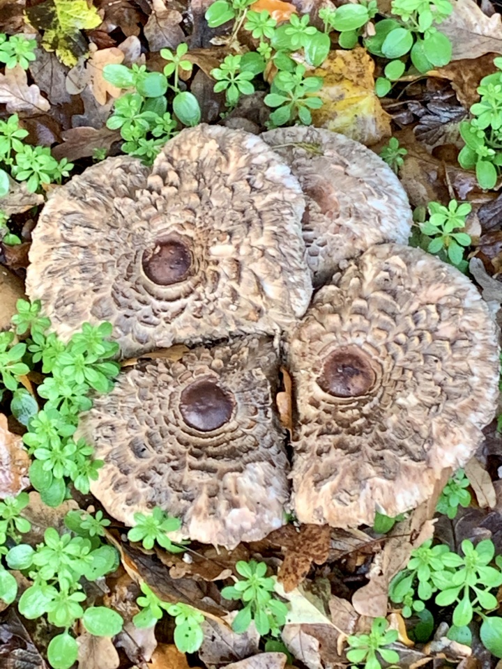 Stressing | Lucari | Blipfoto