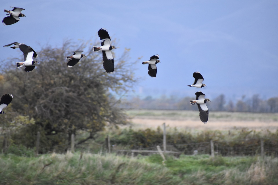 Lapwing Esiuol Blipfoto