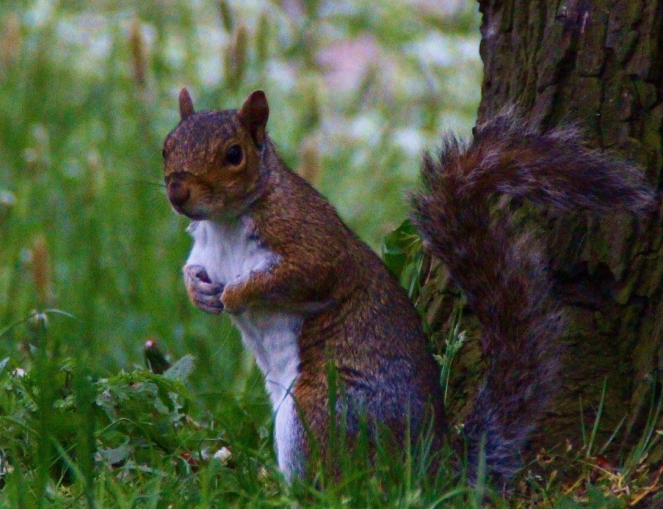 Cheeky Rascal | youngie66 | Blipfoto