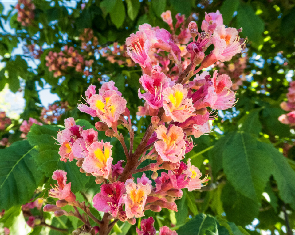 Red Chestnut Tree Flowers | Lizimagiz | Blipfoto
