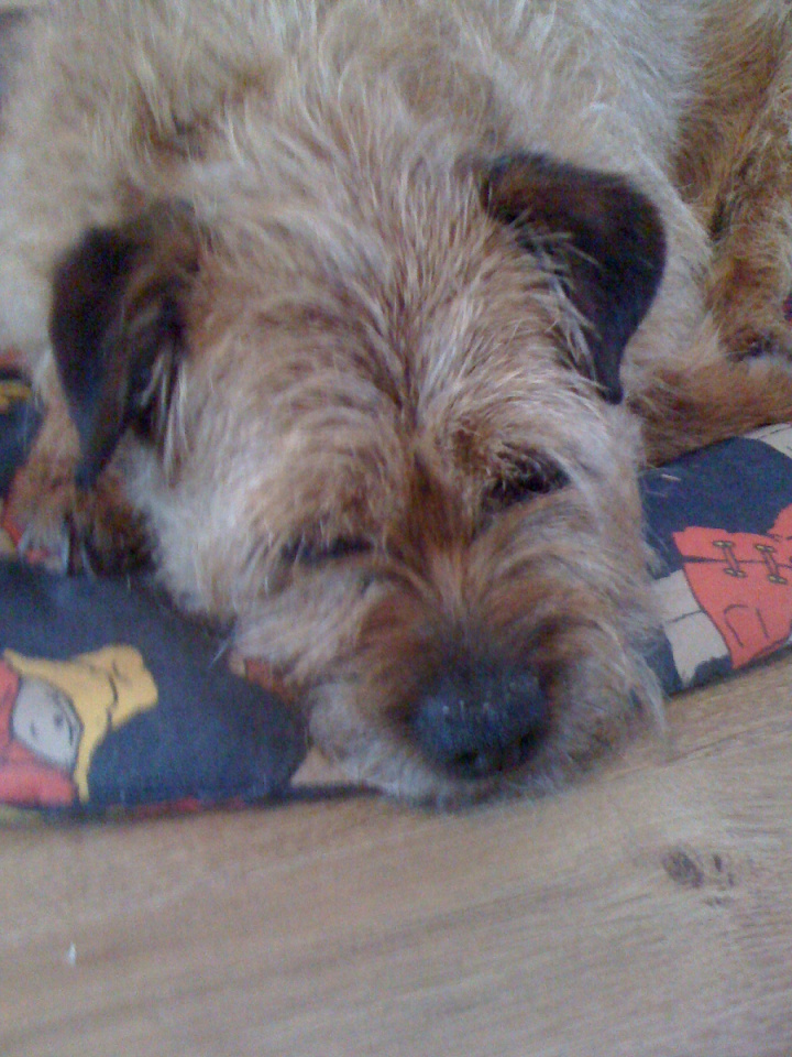 Weekend visitor | khoola | Blipfoto