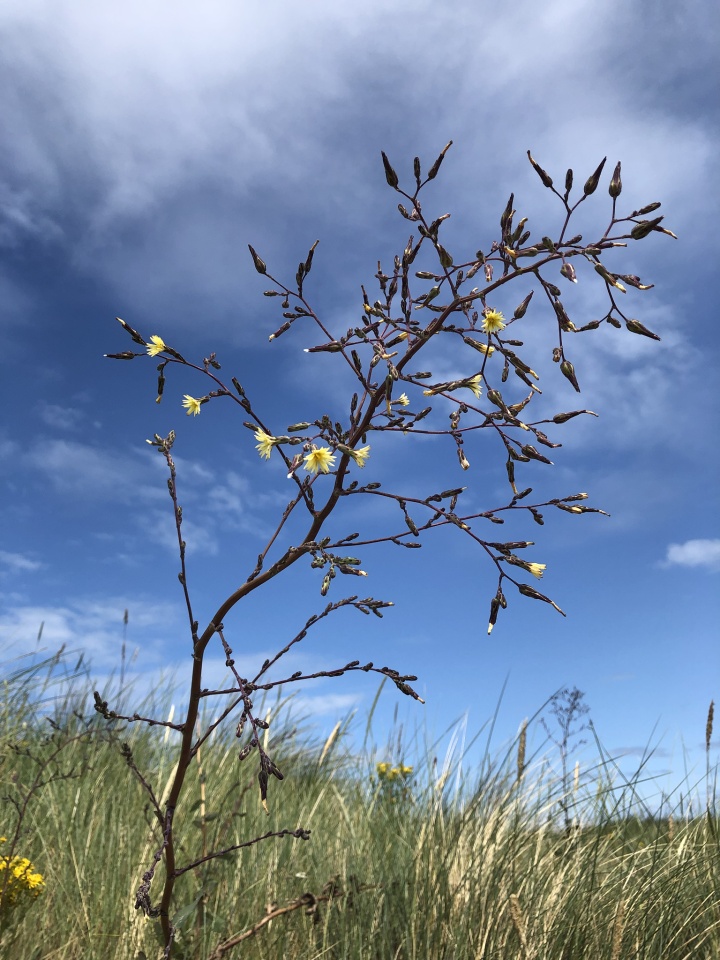 Blue skies | Alison666 | Blipfoto