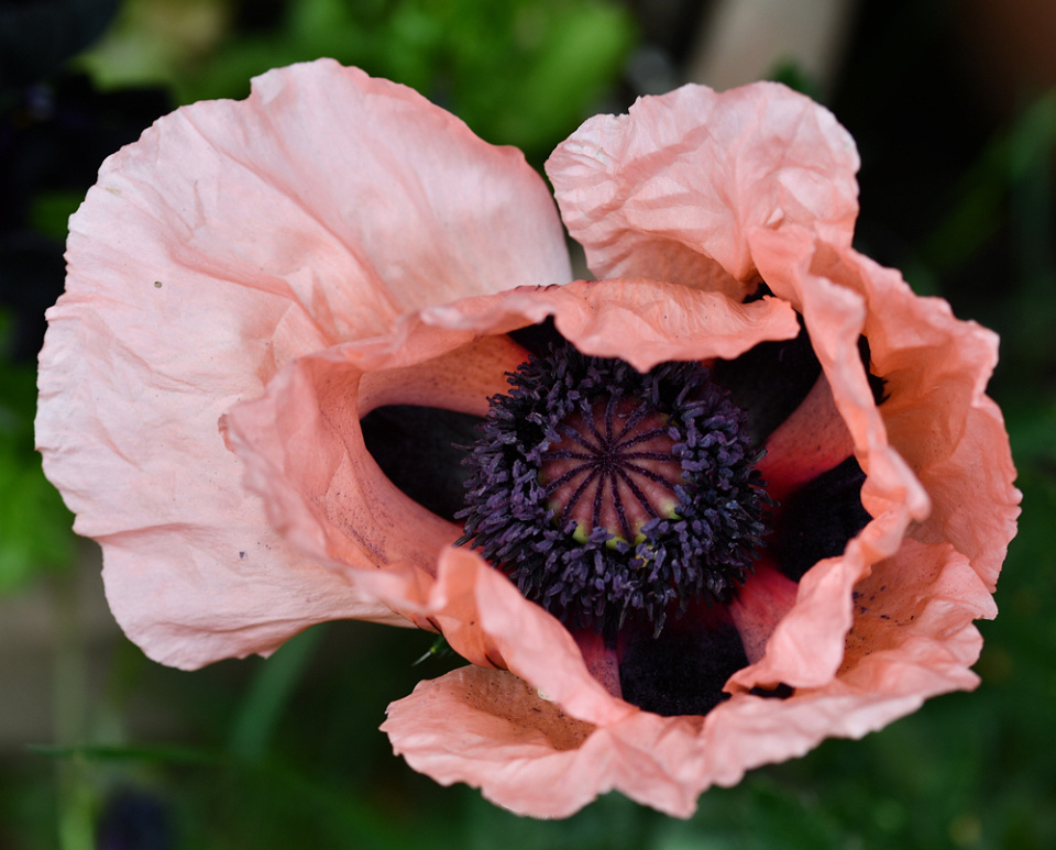 Oriental Poppy | koko | Blipfoto