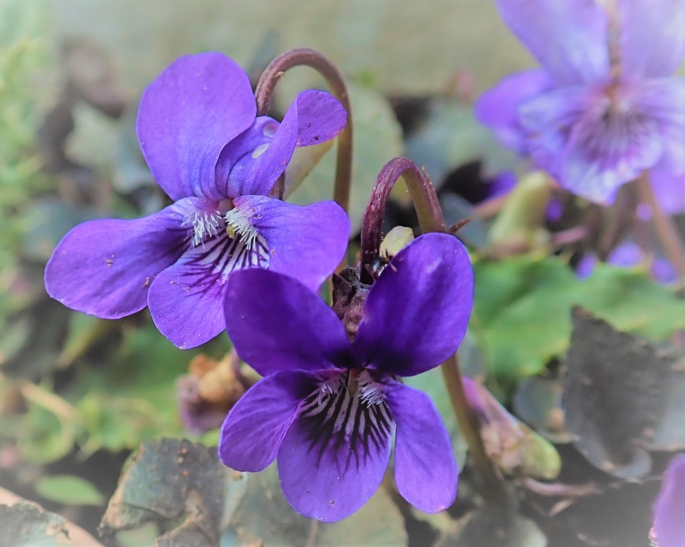 Tiny Violets | RonaldBerry | Blipfoto