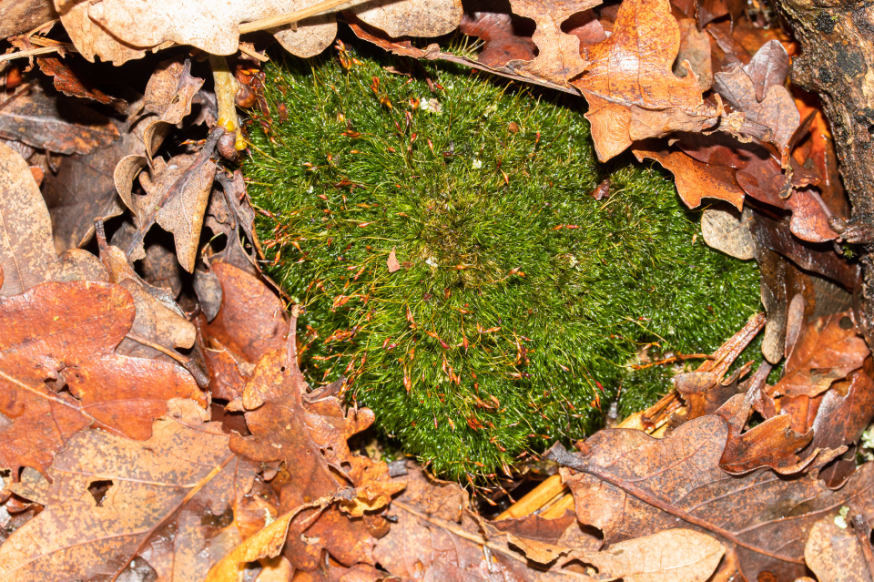 Silky Forklet-moss | mollyblobs | Blipfoto