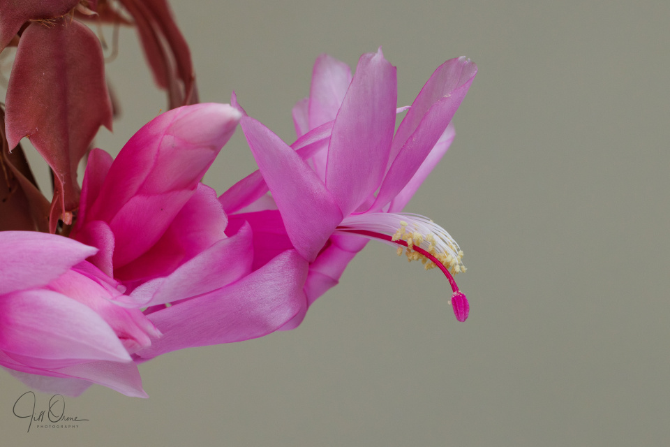 Redemption | JDO | Blipfoto