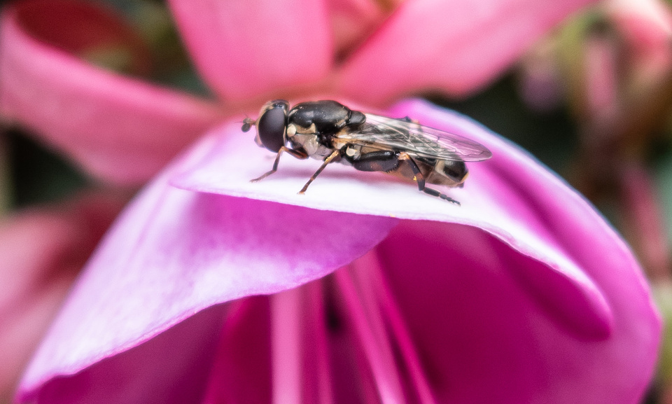 Fleur & Fly | Kernow | Blipfoto
