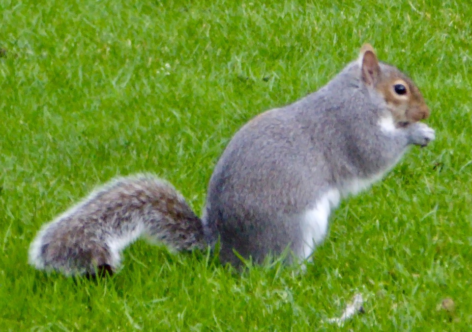 Bobby bushtail. | ValC | Blipfoto