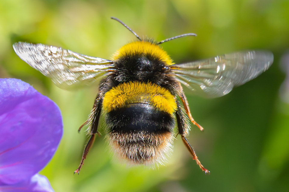 Buzzing Off | Bom | Blipfoto