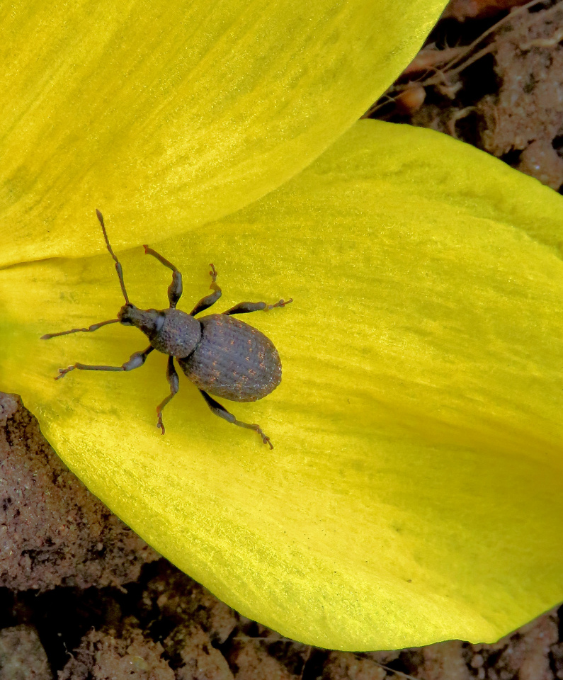 Beetle enjoying a Daffodil! | Rosemarie55 | Blipfoto