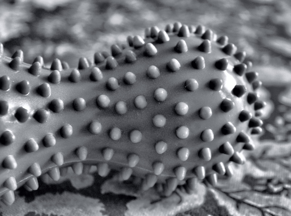 Texture | mambo | Blipfoto