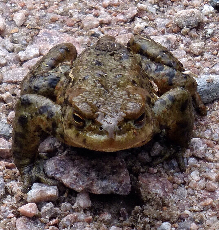 Ribbit! | IainC | Blipfoto