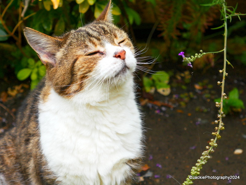 Little Miss Snooty | ThingsBeautiful | Blipfoto