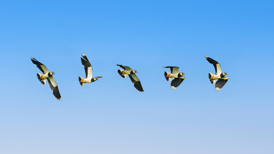 Lapwing display flight | Hogan | Blipfoto