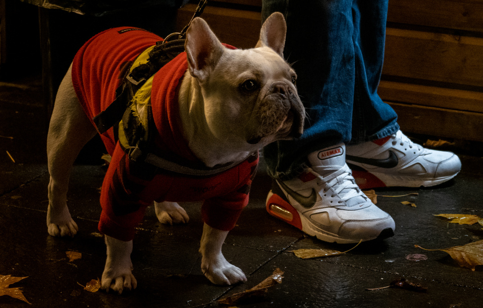 Red in the Dark | AH14 | Blipfoto