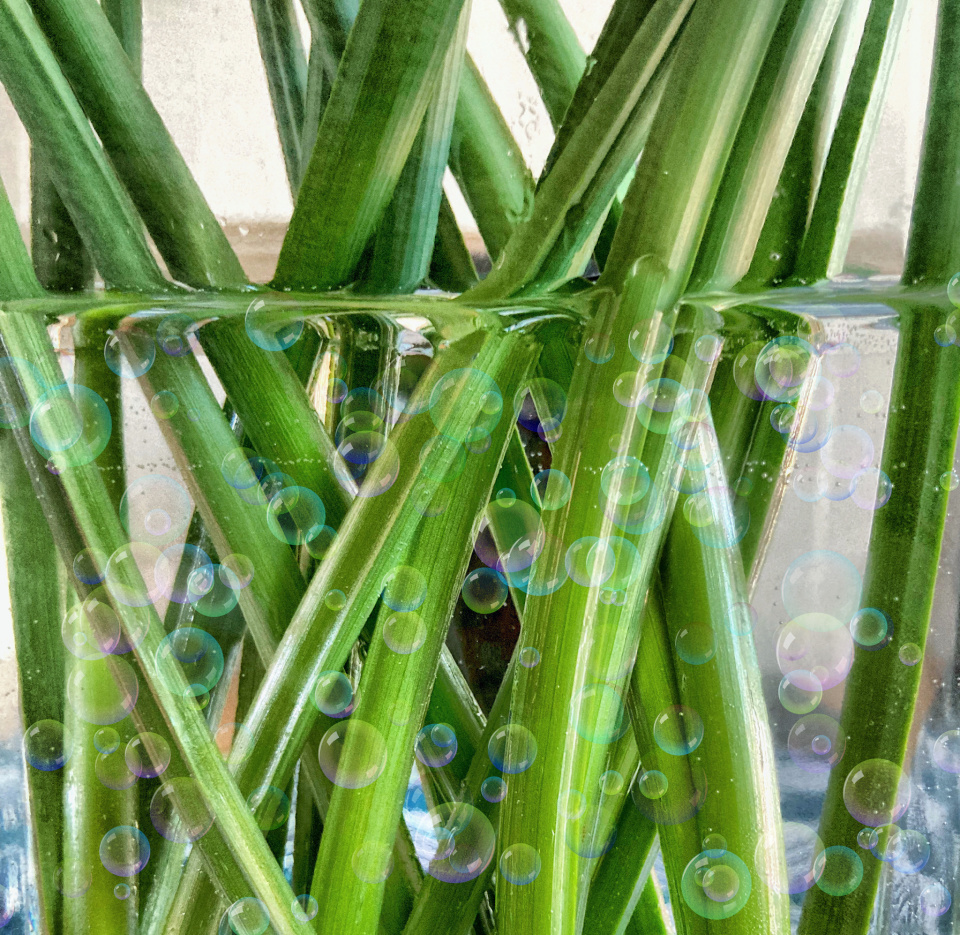 Bubbles | mambo | Blipfoto