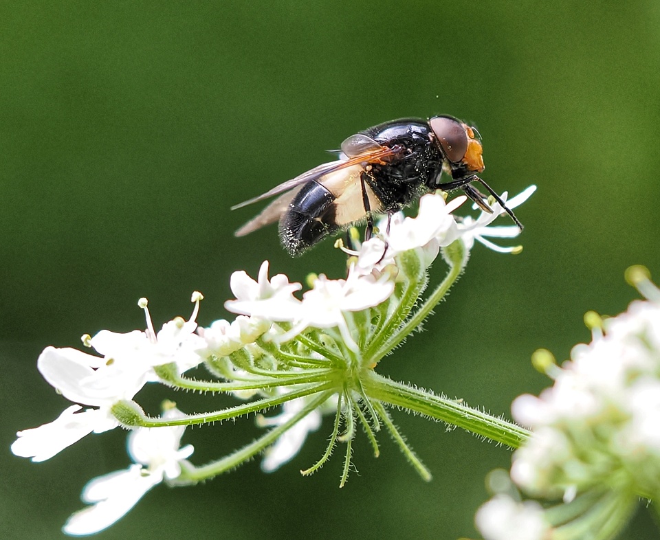 A Pellucid Hoverfly | BlackTulip | Blipfoto