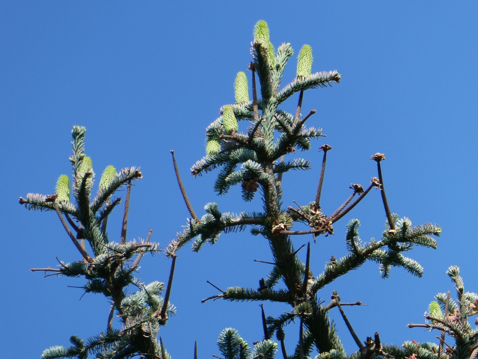 Top of the tree | SooM57 | Blipfoto
