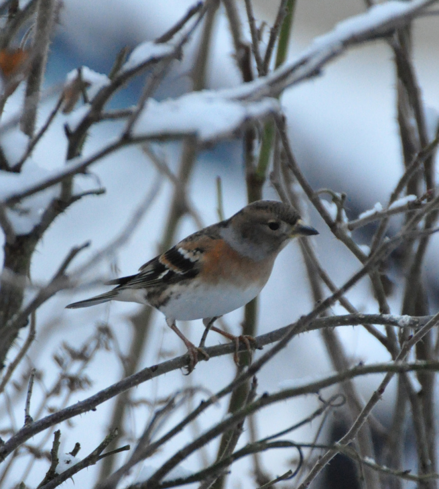 Brambling | gladders | Blipfoto
