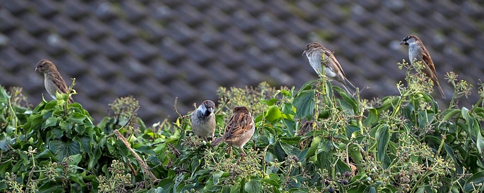 Spuggies | AlisonM | Blipfoto