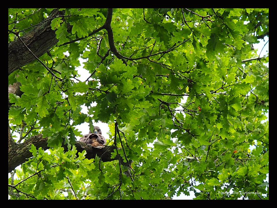 Gotcha | BlackTulip | Blipfoto