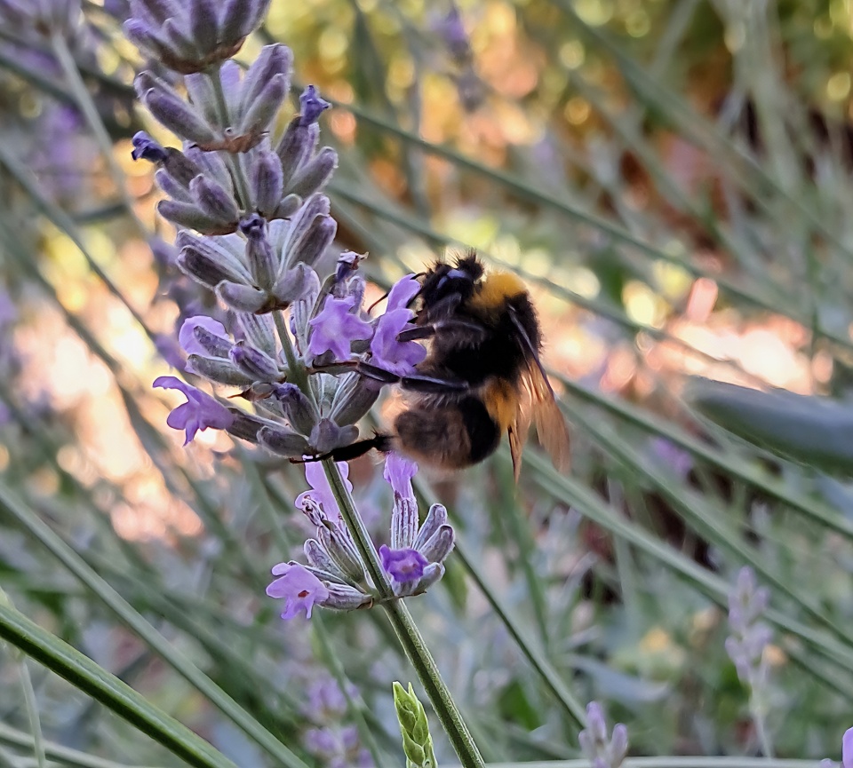 Buff Tailed Bee. | Midlander | Blipfoto