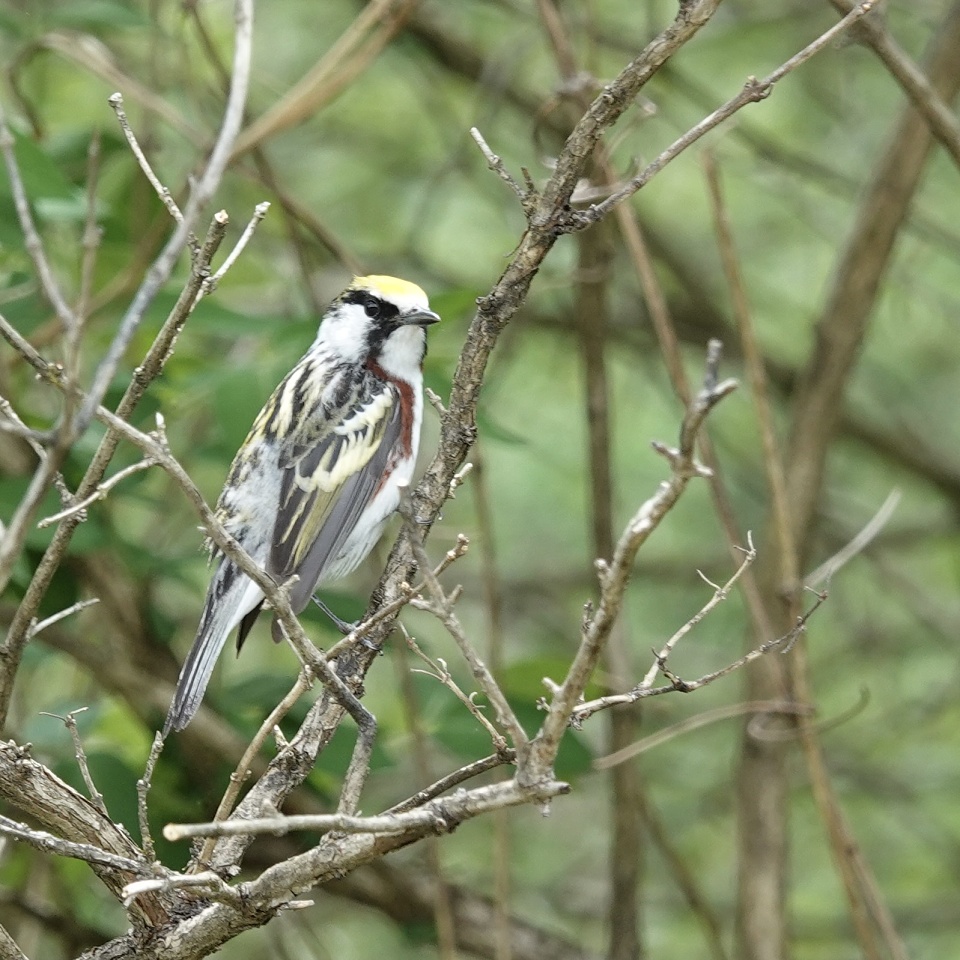 Chestnut-sided Warbler | Kimb | Blipfoto