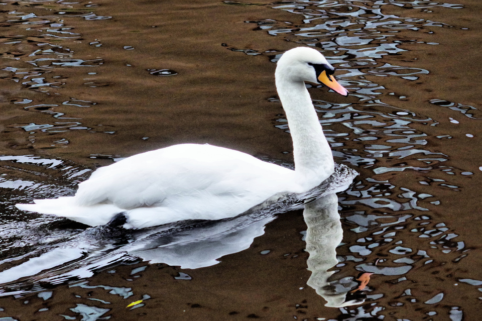Just another Swan shot | CraigD | Blipfoto