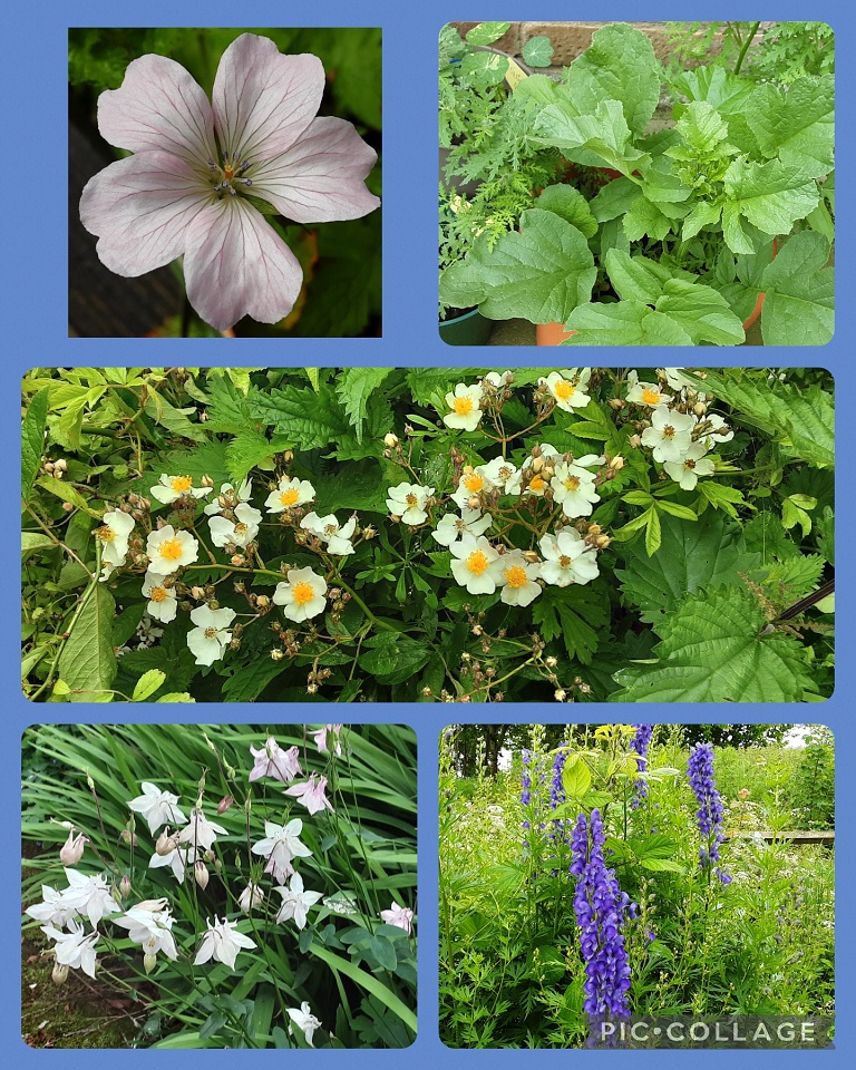 Wildflowers collage. | Grace55 | Blipfoto