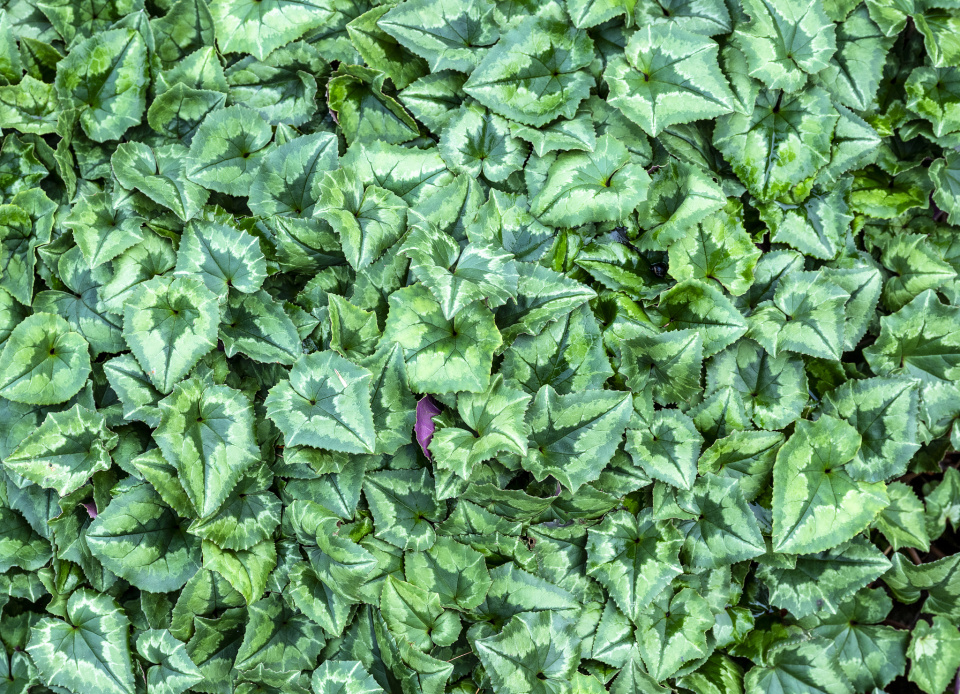 Cyclamen Leaves | AbstractFiesta | Blipfoto