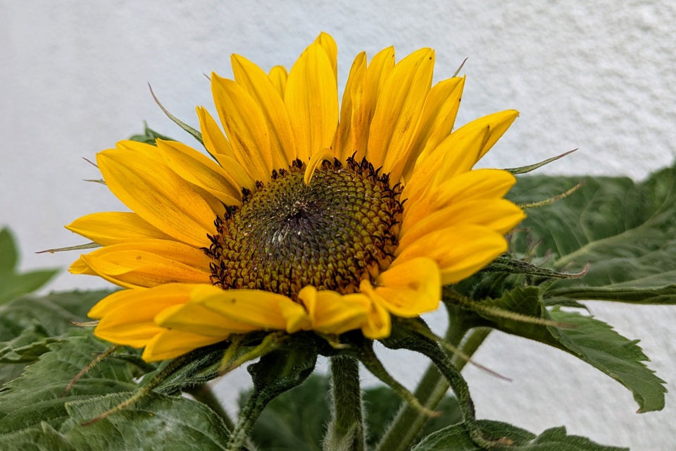 The year's first sunflower | JanetMayes | Blipfoto