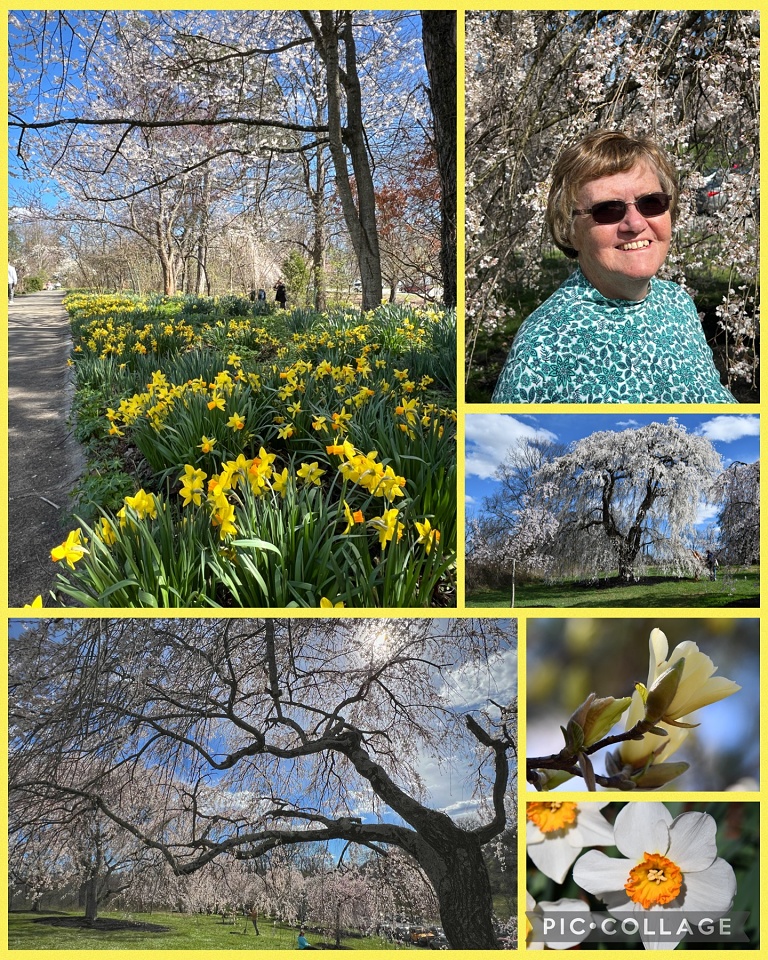 Cherry blossom at Ault Park | turnx3 | Blipfoto