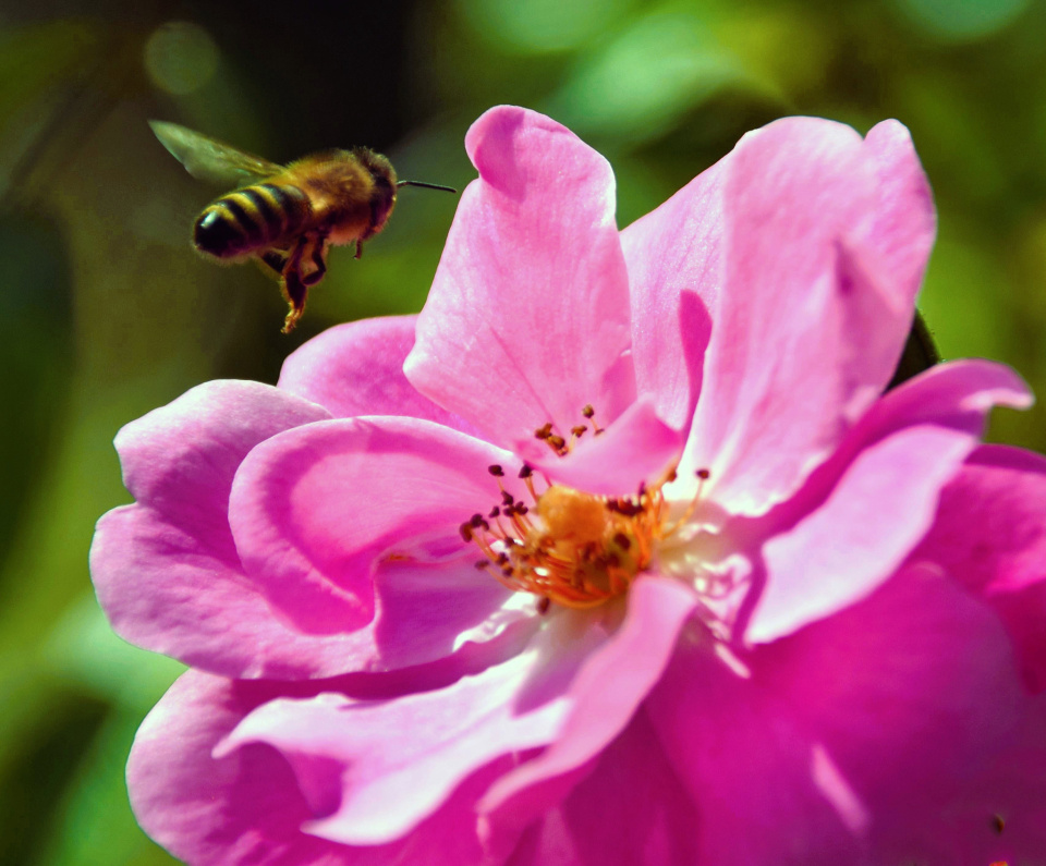 It's Flower Friday! | Missycat | Blipfoto