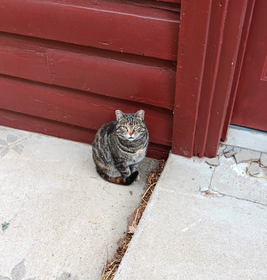 Little Miss | TiciaS | Blipfoto