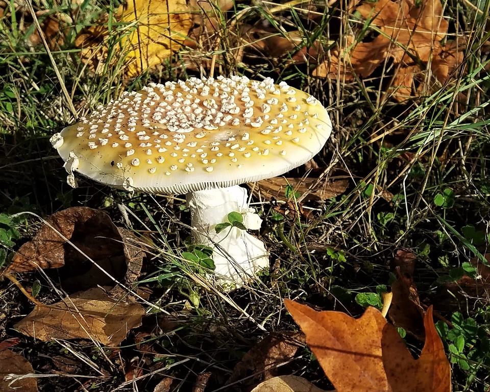 Autumn Mushroom | RonaldBerry | Blipfoto