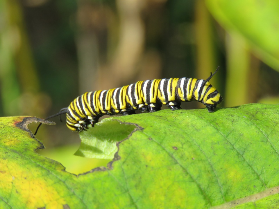 Hungry Hungry Caterpillar / Piece. Love. Pizza! | GirlWithACamera ...